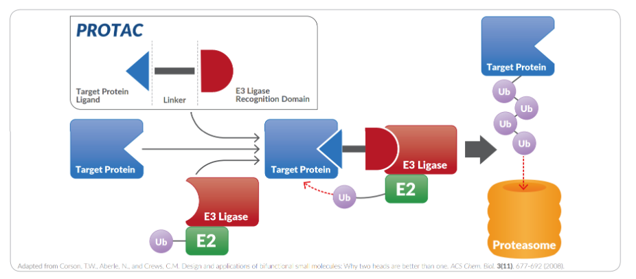 PROTAC靶向嵌合体的蛋白水解 - 知乎