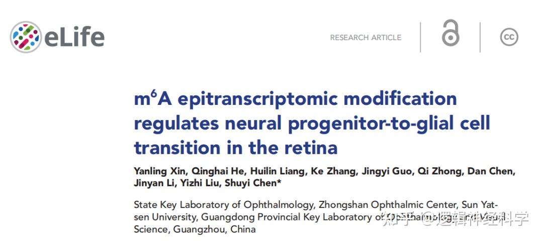 eLife︱中山大学中山眼科中心陈舒怡团队首次揭示神经祖细胞与神经胶质细胞状态转换的m6A表观转录调控机制 - 知乎