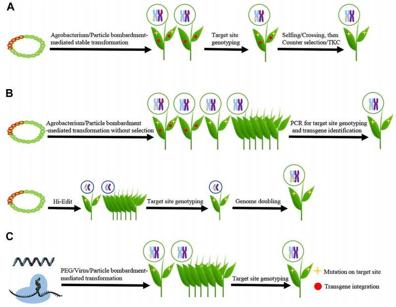5G育种技术之植物性状订制 - 知乎