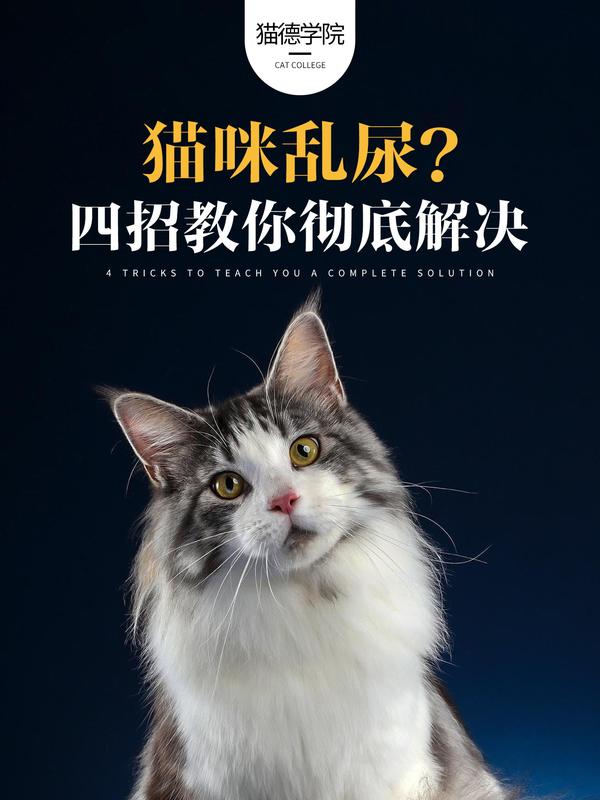 猫咪乱尿?4招教你彻底解决! 知乎