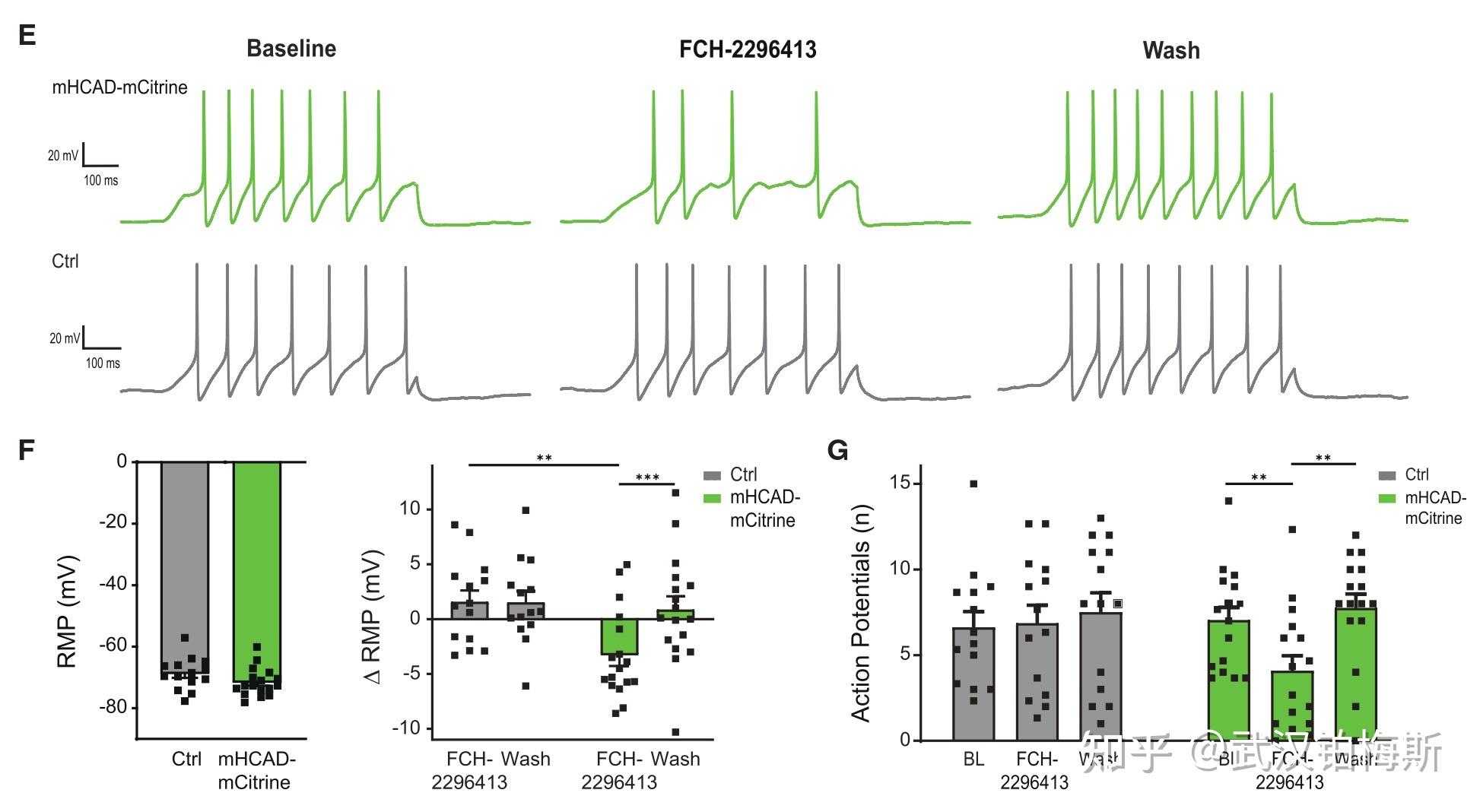 Cell|DRG细胞膜片钳|外周化学遗传|HCAD系统|Bryan L. Roth团队实现精准控制疼痛 - 知乎