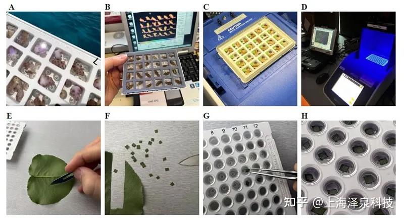 利用PhenoPlate研究光合作用与光强和温度之间的关系 - 知乎