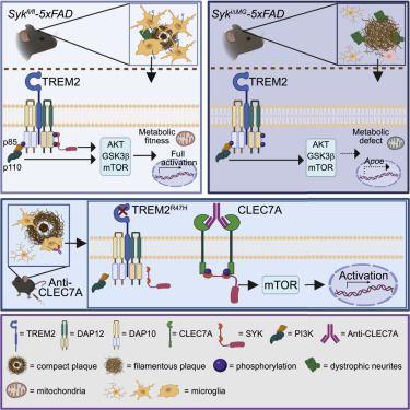 Cell：聚焦小胶质细胞中SYK依赖和非依赖途径在阿尔茨海默的作用 - 知乎
