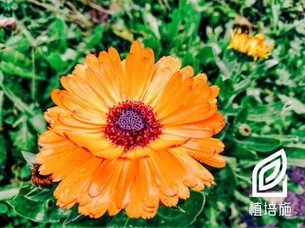 「植培施」金盏菊Calendula officinalis一、二年生草花栽培手册 - 知乎