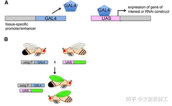 【Cell论文拆解】睡眠不足可通过肠道中活性氧的积累导致死亡通过肠道中活性氧的积累导致死亡 - 知乎