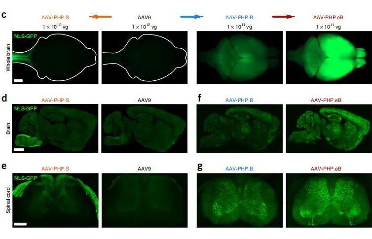 【新品AAV-B10】 AAV在跨血脑屏障中的应用 - 知乎