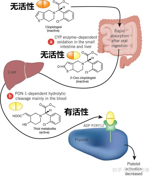 2022年CPIC指南更新:CYP2C19基因型和氯吡格雷治疗_武汉海吉力生物科技有限公司