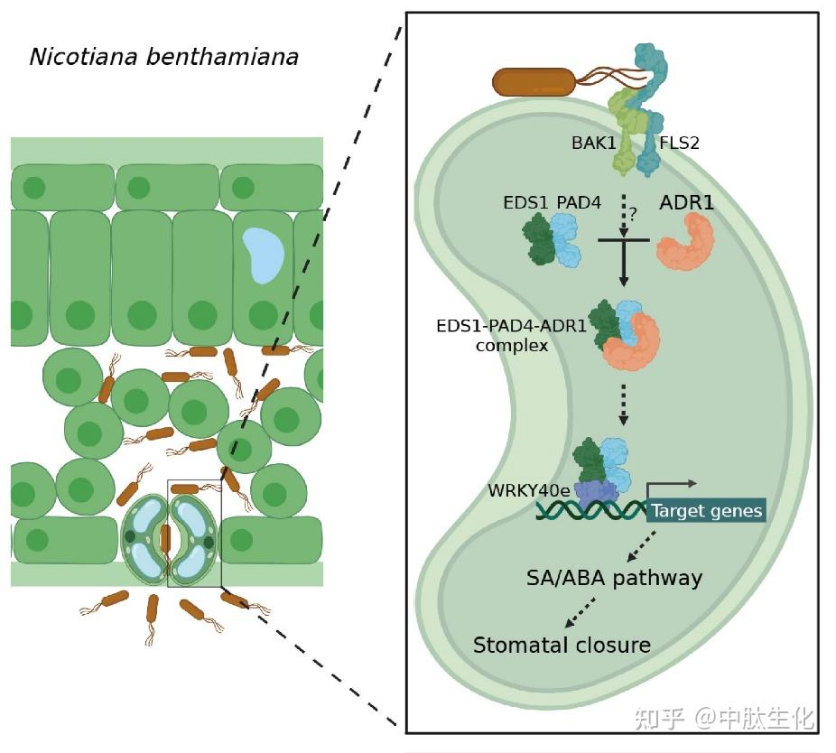 科研人员揭示NLR免疫受体ADR1与脂肪酶类蛋白EDS1-PAD4调控植物气孔免疫的分子机制 - 知乎