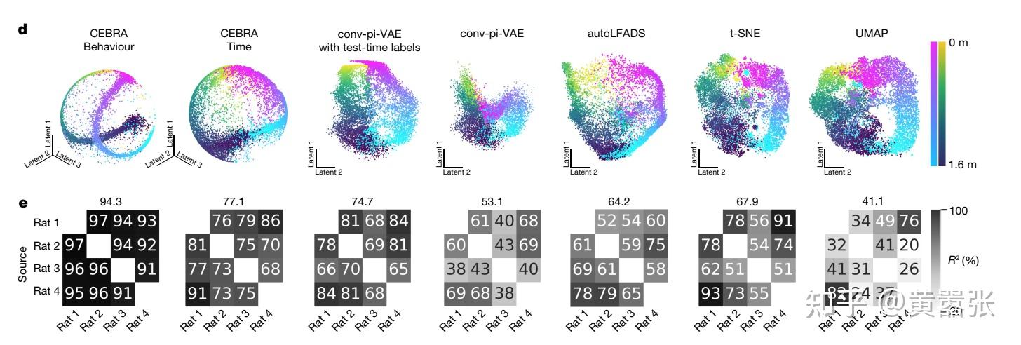 CEBRA算法--是“读心术”还是“大脑打印机”？ - 知乎