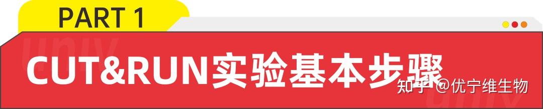 蛋白-DNA互作Cut & Run实验细节大揭秘 - 知乎