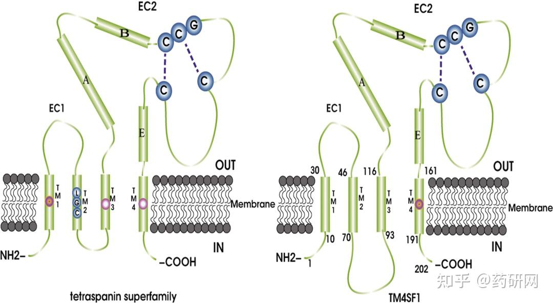 不走寻常路的TM4SF1 ADC - 知乎