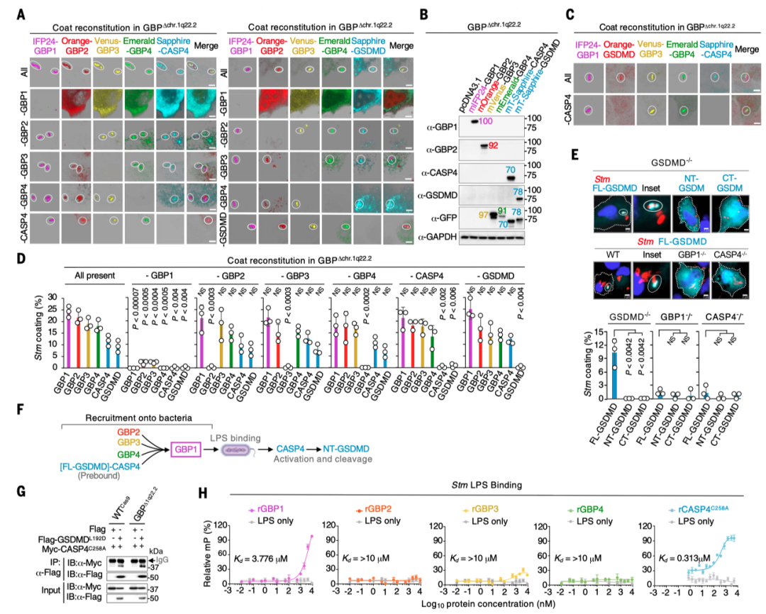Science丨GBP1，人类细胞对于细菌的自主防御系统 - 知乎