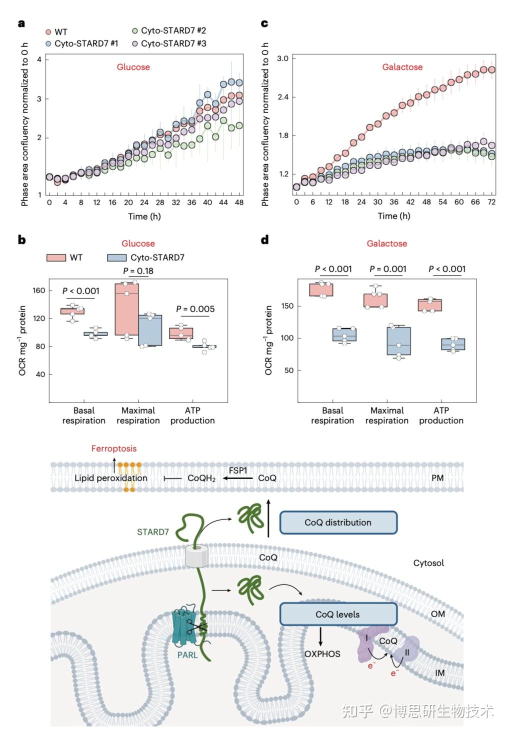 Nature Cell Biology丨线粒体通过 STARD7 调节细胞内辅酶 Q 转运和铁死亡抗性 - 知乎