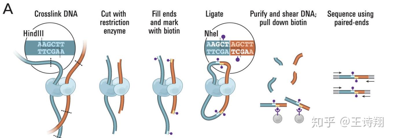 「Workshop」第二十五期：HiC 数据处理简介 - 知乎