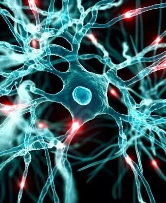 Science | 表达CD5的树突状细胞指导T细胞免疫并维持免疫治疗应答 - 知乎