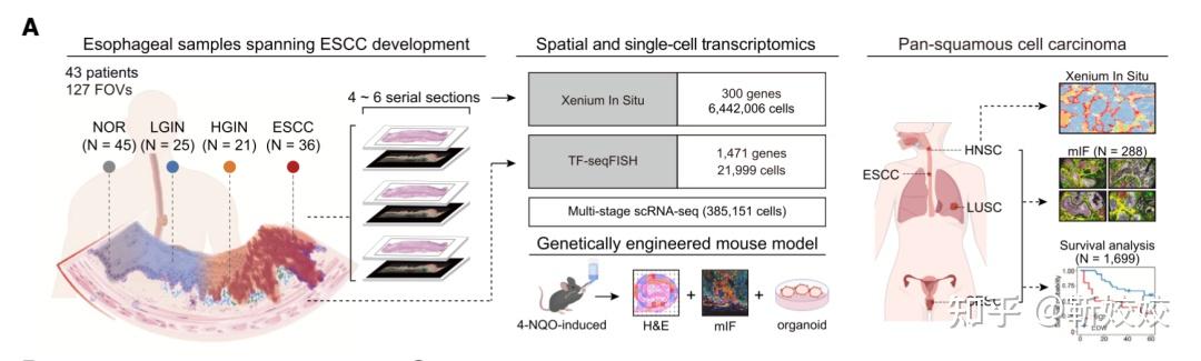国内首篇Xenium应用文章新鲜出炉，荣登《Cancer Cell》封面！ - 知乎