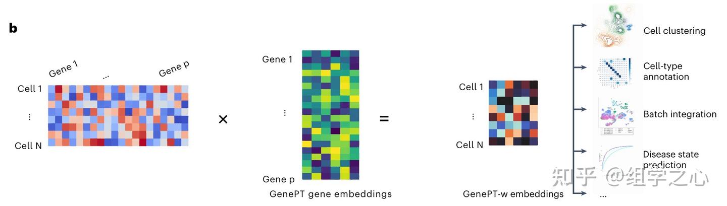 单细胞组学大模型（7）--- GenePT，一个可以在本地部署和使用的单细胞转录组大模型 - 知乎