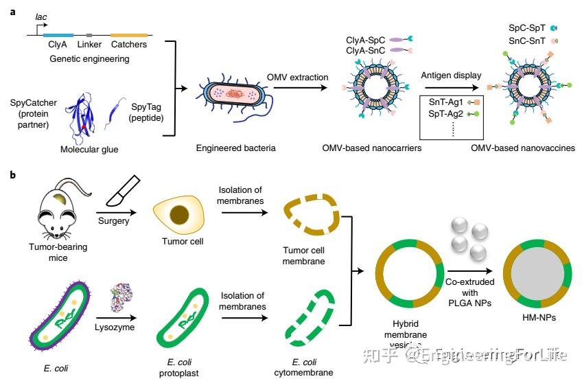 《Nature Protocols》：基于细菌膜材料构建的肿瘤疫苗纳米载体 - 知乎