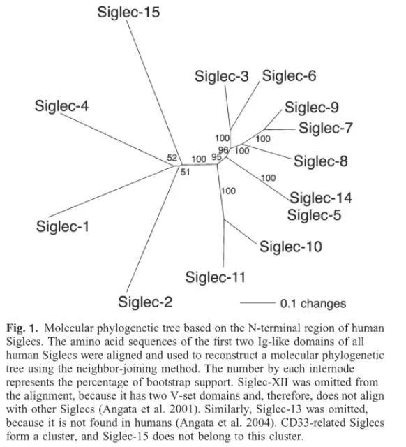 【热门靶点解析】免疫疗法新方向：Siglec-15 - 知乎