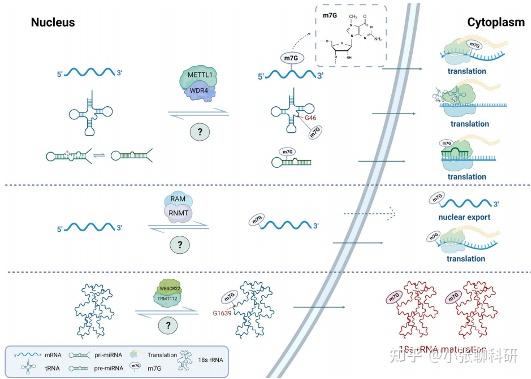 国自然创新 | m7G甲基化崭露头角，快上车！（基础篇） - 知乎