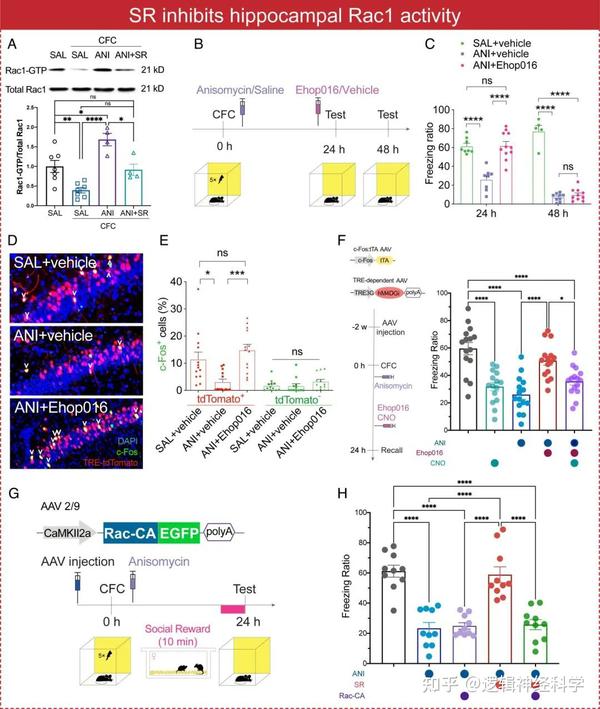 PNAS︱清华大学生命科学学院钟毅课题组揭示Rac1-依赖的遗忘机制是情绪状态影响记忆表达的神经基础 - 知乎