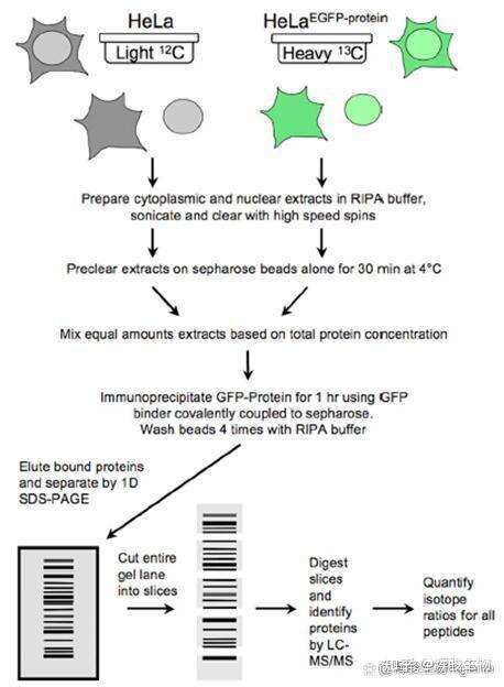 （超实用）SILAC应用之蛋白质相互作用实验原理、SILAC方法 - 知乎