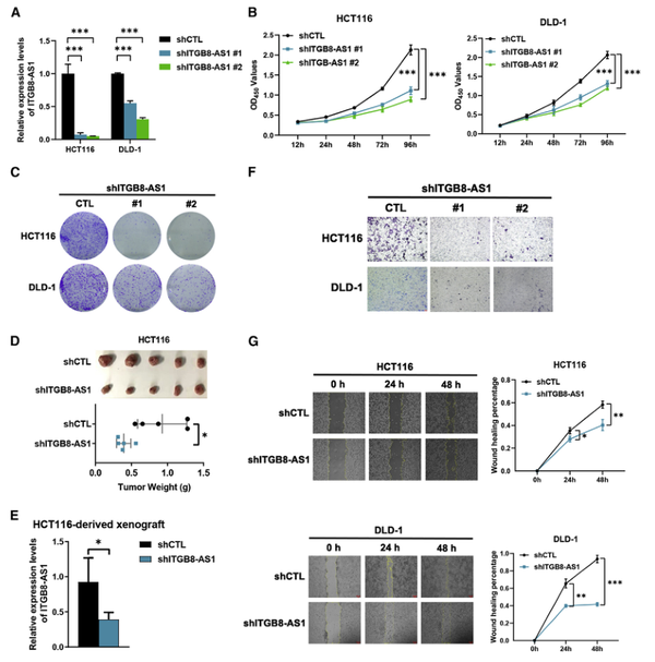 文献精读{IF＞10ceRNA海绵机制}2：shRNA和siRNA - 知乎