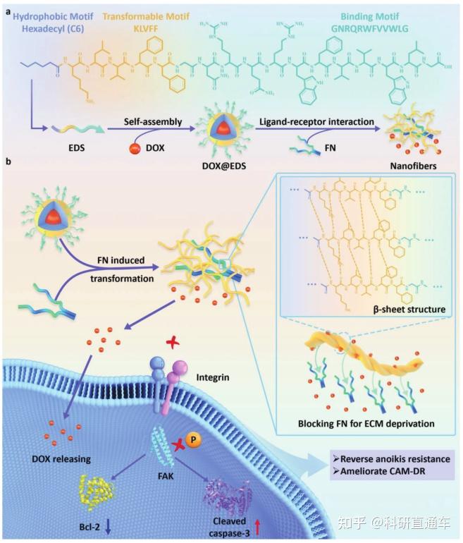 研究前沿｜逆转耐药 提高化疗敏感性！Adv. Mater：可转化的ECM剥夺系统有效抑制肾细胞癌 - 知乎