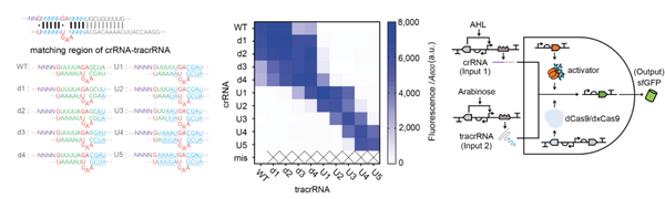 Nat Comm︱王宝俊团队揭示II型CRISPR系统crRNA-tracrRNA配对的可编程性机制及其RNA检测应用 - 知乎