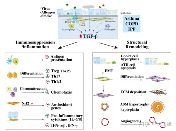 TGF-β：乘风破浪的转化生长因子 - 知乎