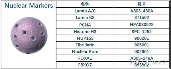 一文教你搞定细胞器marker选择（抗体集上篇） - 知乎