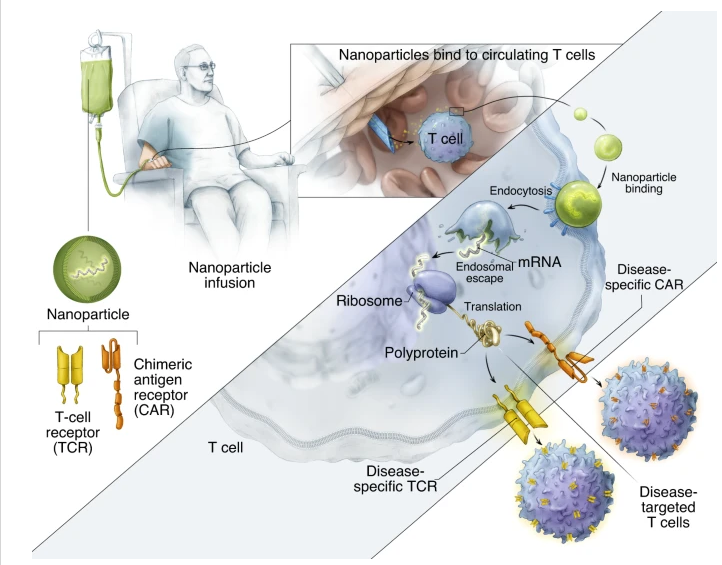mRNA和CAR-T细胞疗法：联手抗击癌症的新希望 - 知乎