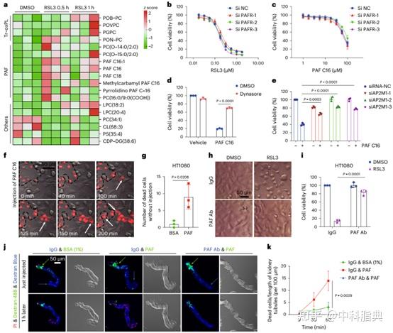 PAFAH2 抑制同步性铁死亡以改善急性肾损伤 - 知乎