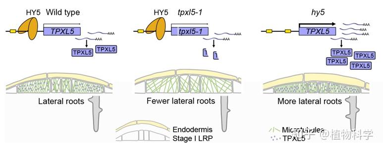 Plant Cell | 中国农业大学毛同林团队揭示HY5通过微管骨架参与调控侧根发生的分子机制 - 知乎