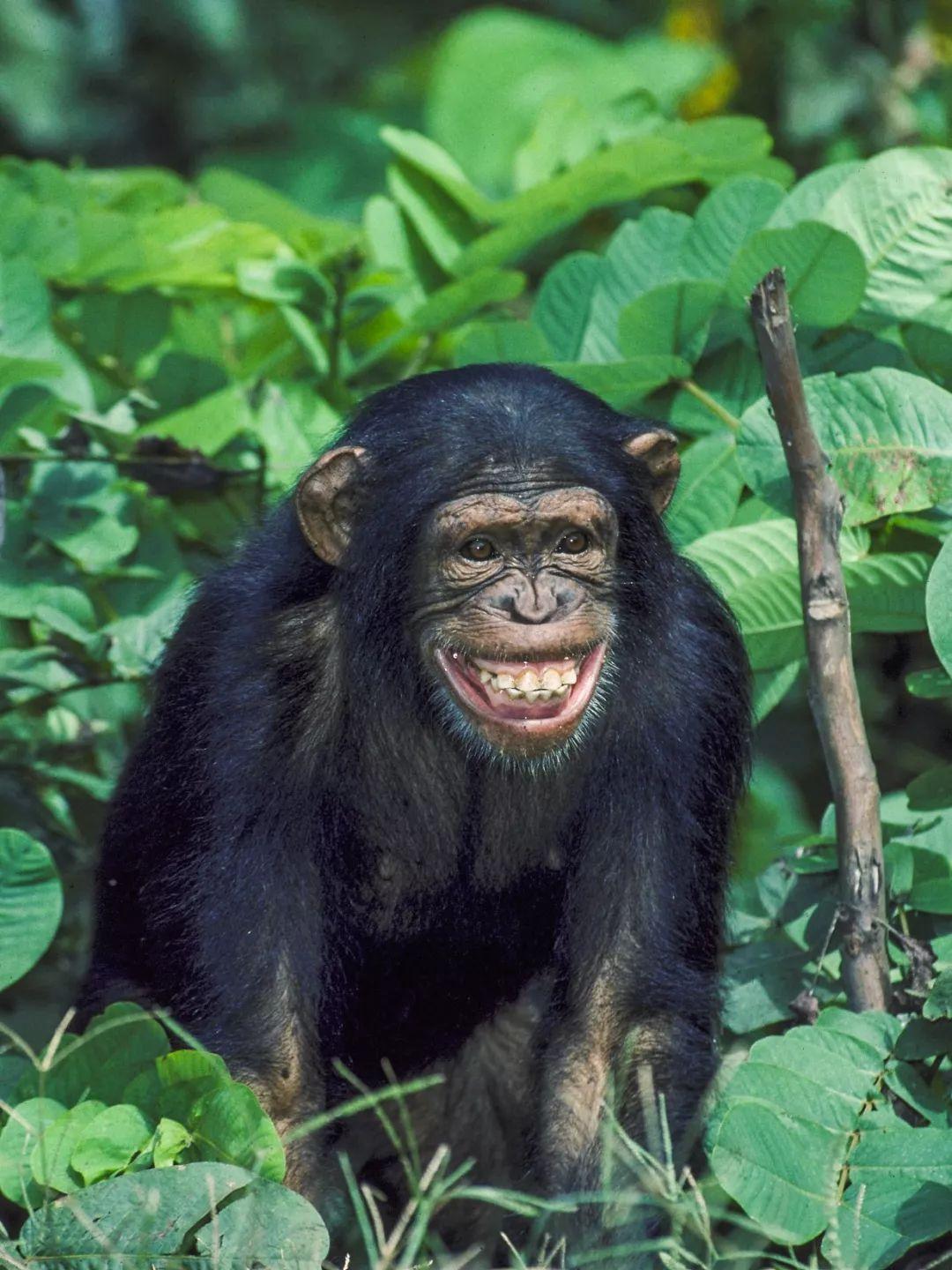 当病毒入侵人体后，免疫系统如何抵御？ - 知乎