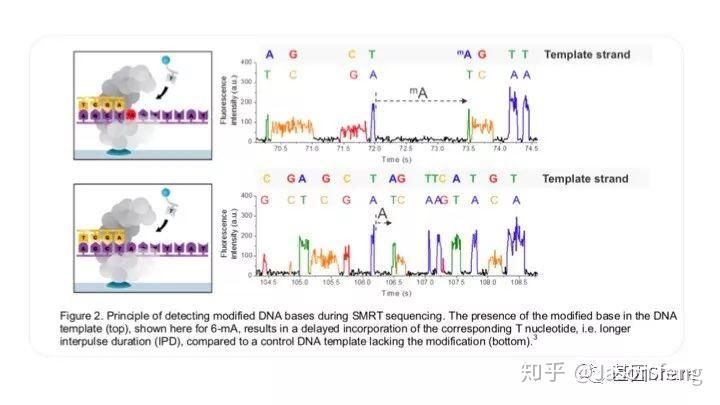 Pacbio测序原理以及SMRT bell文库构建流程简述 - 知乎