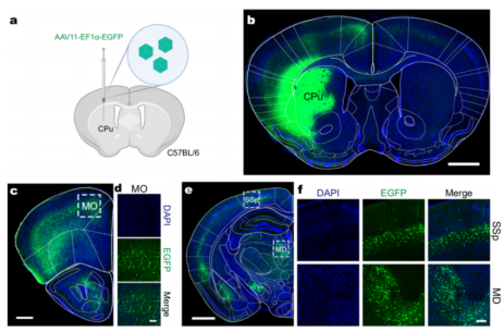 小布解读 | 神经环路示踪工具病毒简介—不跨突触逆行示踪 - 知乎