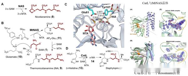 刘鸿文教授NPR综述│SAM不仅仅是甲基供体 - 知乎