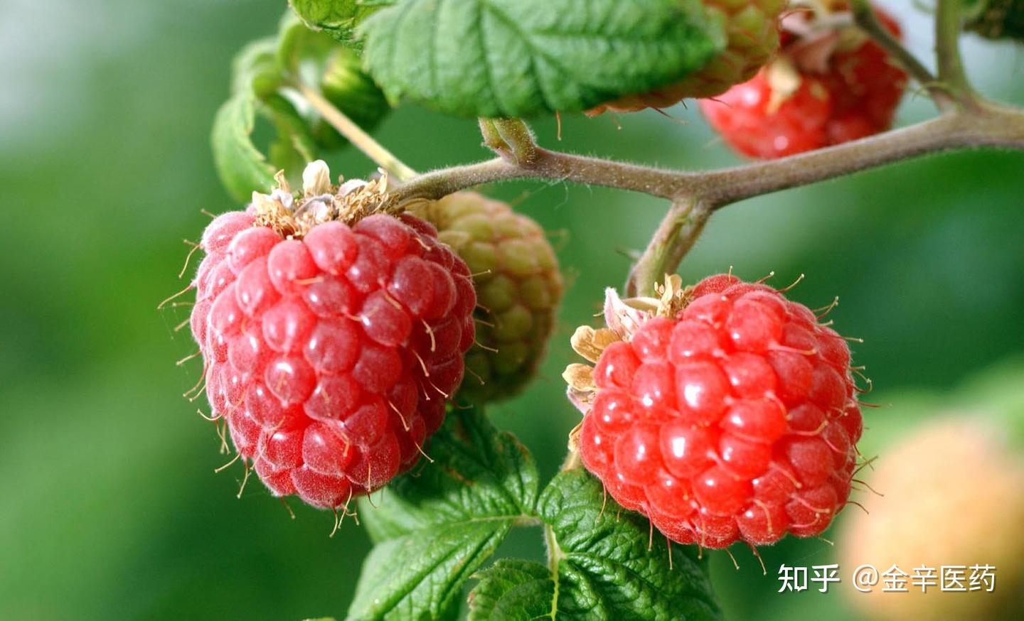 小知识 | 红树莓的功效与价值作用 - 知乎