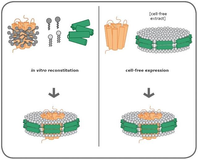 Nanodisc 在 GPCR 抗体研发中的应用 - 知乎