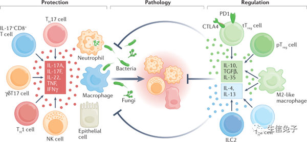 Nture 子刊 | IF 40+ 综述感染疾病状态下IL-17和分泌IL-17免疫细胞的免疫保护 - 知乎