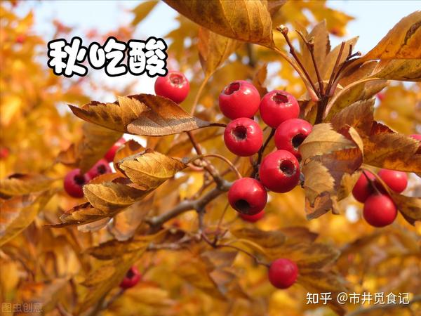 “秋吃酸,病不沾”,年龄大了要懂忌嘴,秋季多吃4种酸味食物 知乎