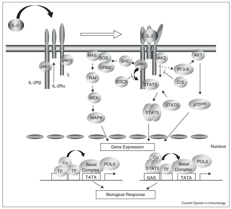 IL-2 家族信号途径及功能 - 知乎
