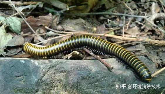 千足虫(马陆)有毒吗？要是被它蛰了怎么办？ - 知乎