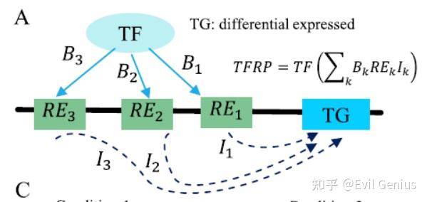 单细胞个性化分析之转录因子篇 - 知乎