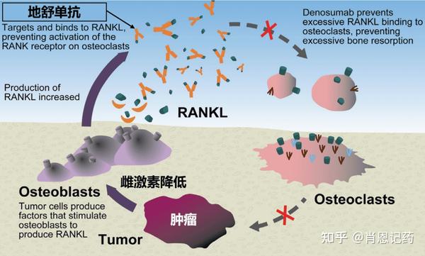 如何记住所有FDA批准生物药？| RANKL拮抗剂 | 普罗力®安加维®地舒单抗| 降低骨质疏松等相关骨事件 - 知乎