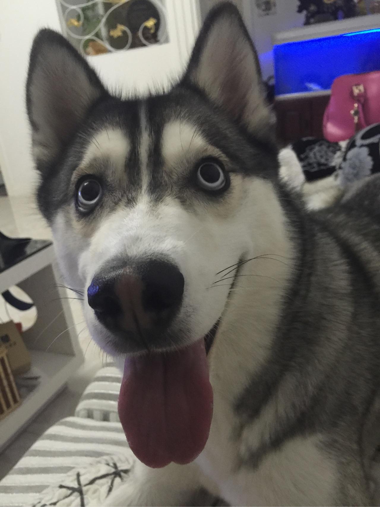 养哈士奇是种怎样的体验？ - 知乎