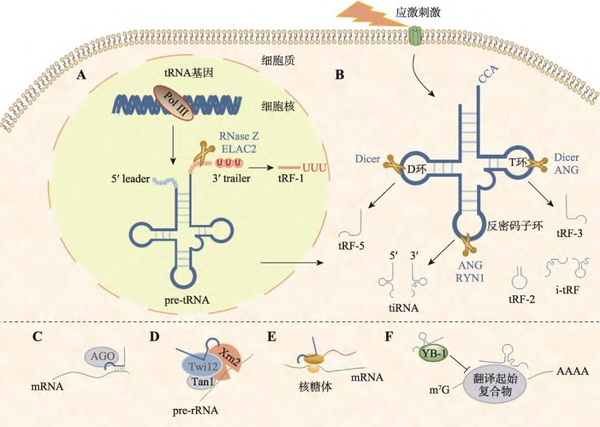 潘多拉测序与非编码小RNA标志物开发研究方案：液体活检新星—tsRNA、rsRNA、piRNA - 知乎