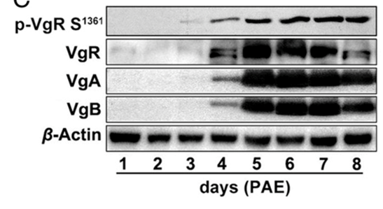 科研加料|一文学会定制修饰抗体的四种应用策略 - 知乎