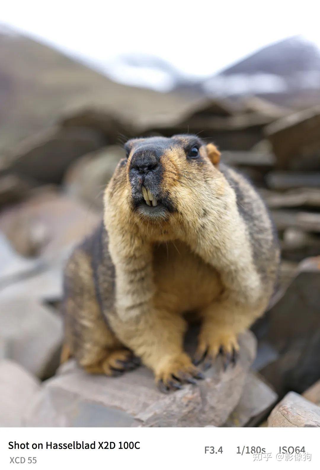 哈苏 X2D-100C 深度测评！一亿像素中画幅无反相机 - 知乎